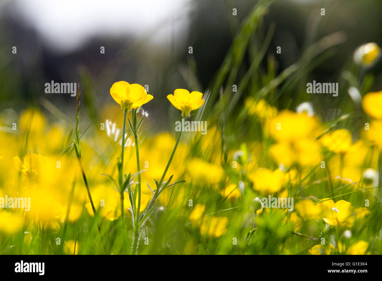 Wimbledon London,UK. 13th May 2016. Buttercups start to bloom on a ...