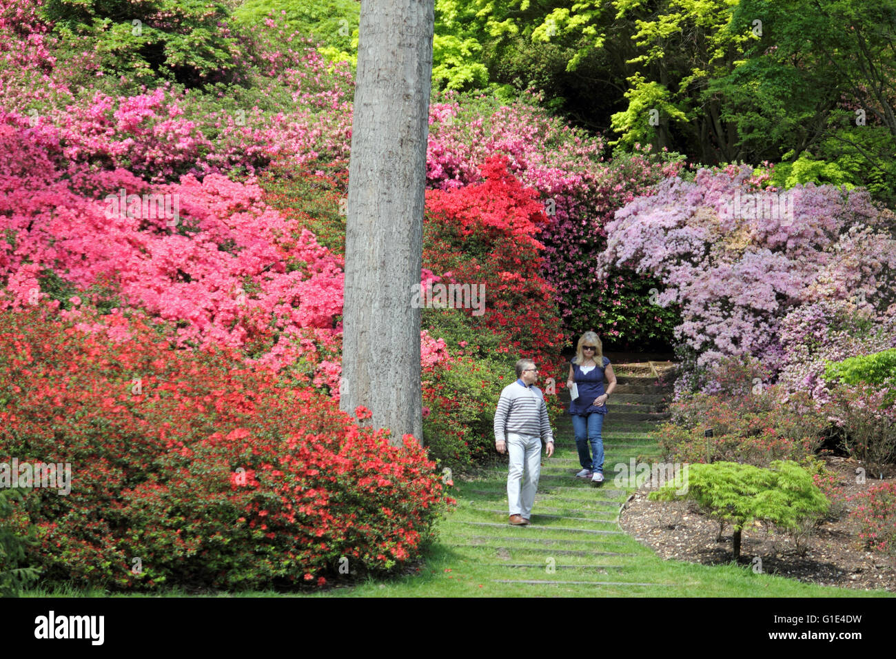 The Punch Bowl in the Valley Gardens at Virginia Water, Surrey, UK ...