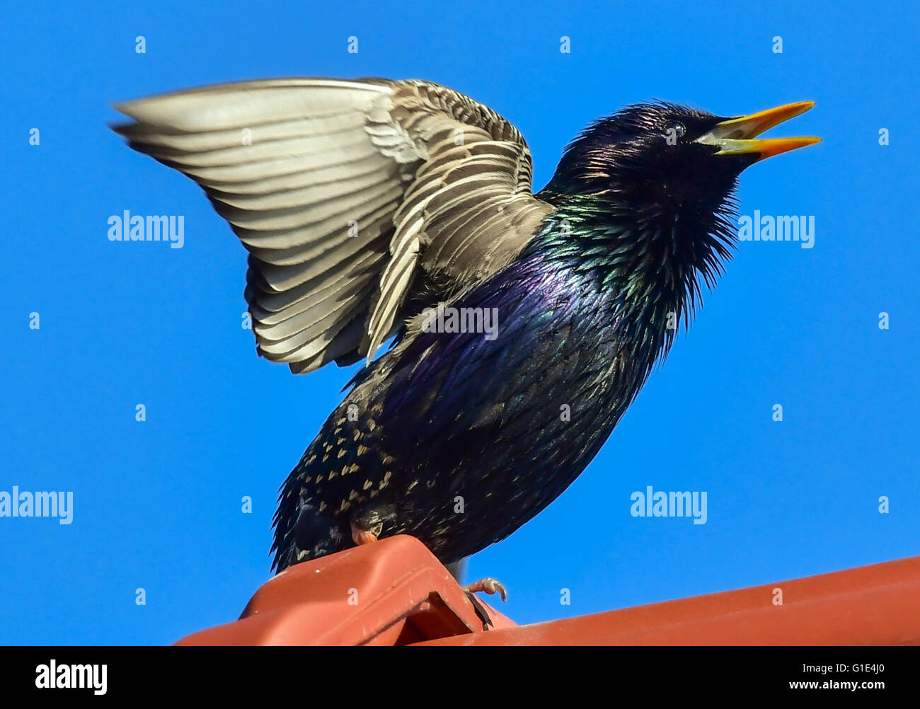 A starling flaps its wings as it sits on the rooftop of a residential ...