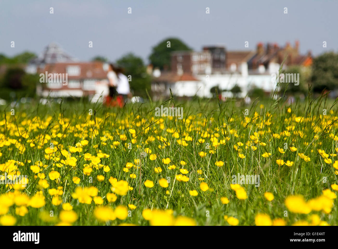 Wimbledon London,UK. 13th May 2016. Buttercups start to bloom on a ...