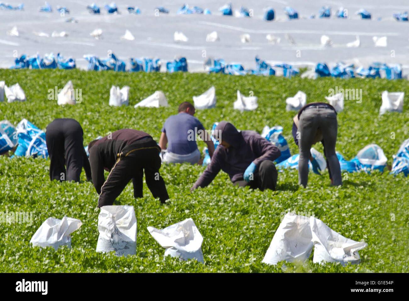 Salad farm migrant workers weeding lettuce crops in Tarleton ...