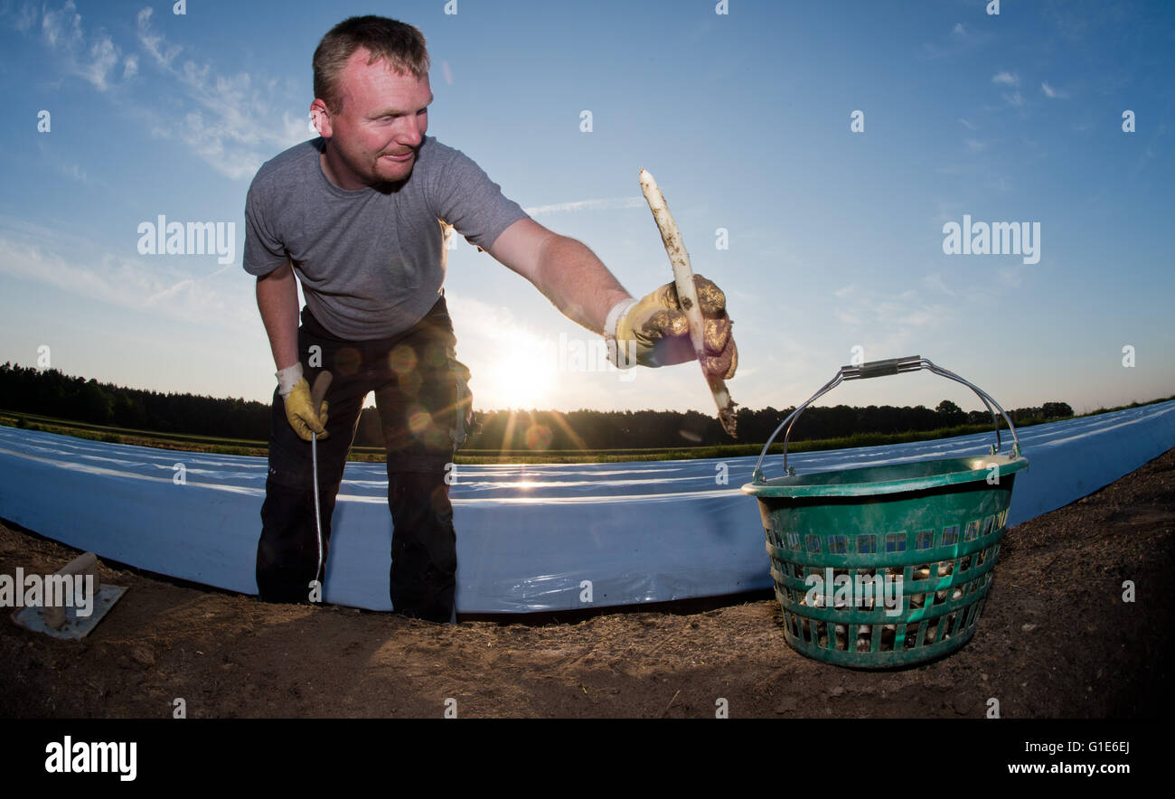 Spargel stechen hi-res stock photography and images - Alamy