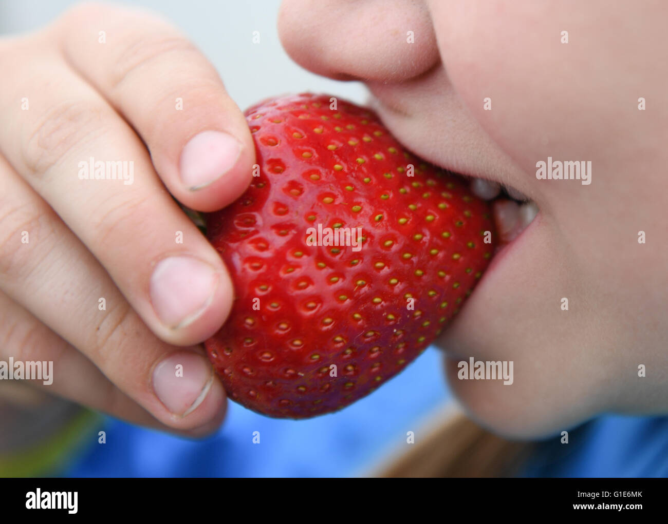 Strawberries at the Lindenhof Stroell farm during the official start of ...