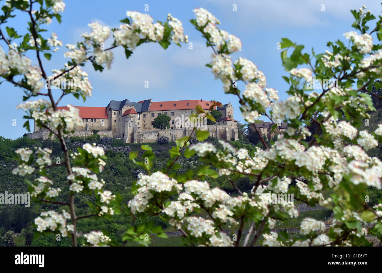 Freyburg, Germany. 13th May, 2016. A blossoming bush in front of ...