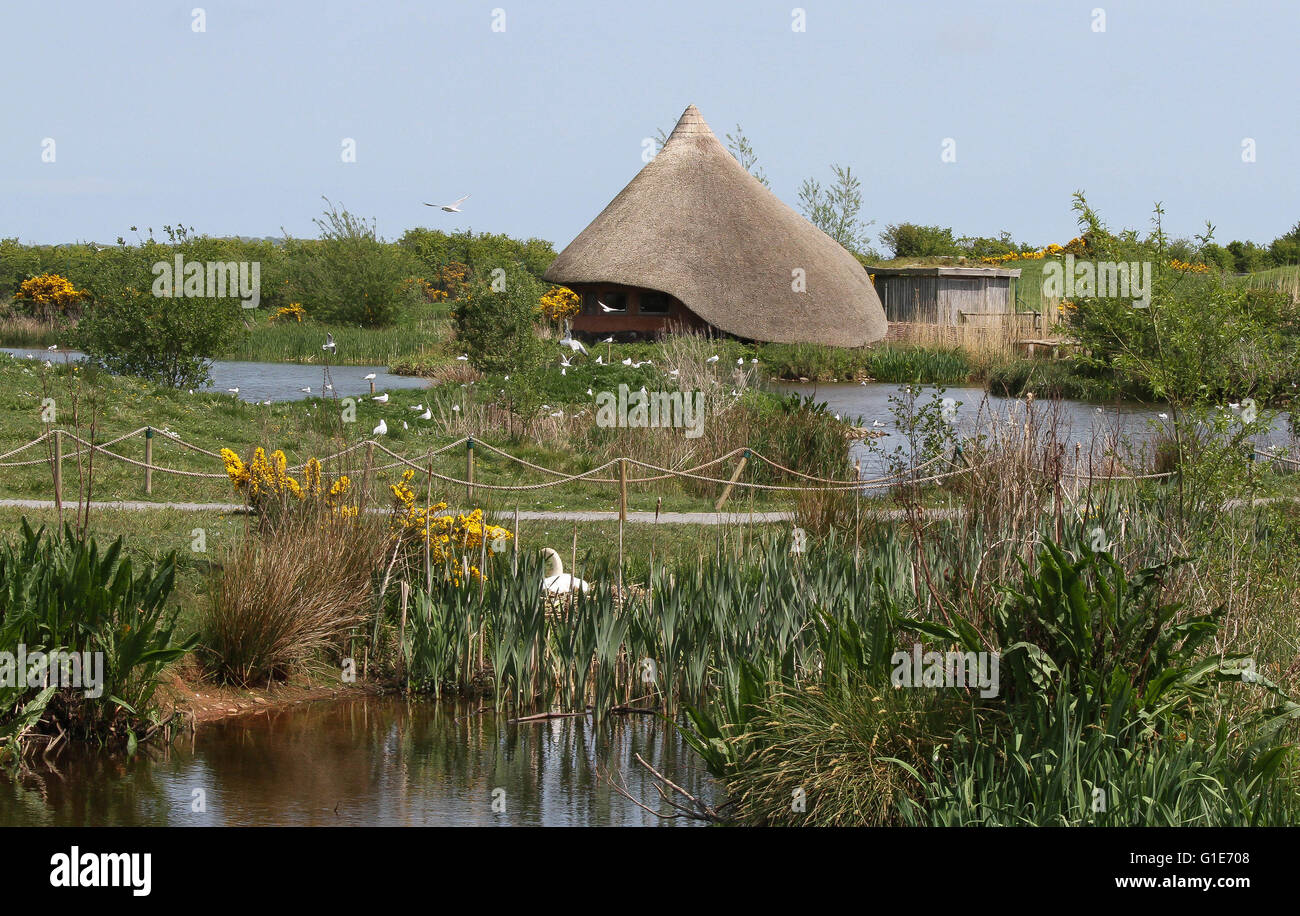 Castle Espie, Northern Ireland, UK. 13th May 2016 Black headed gulls ...