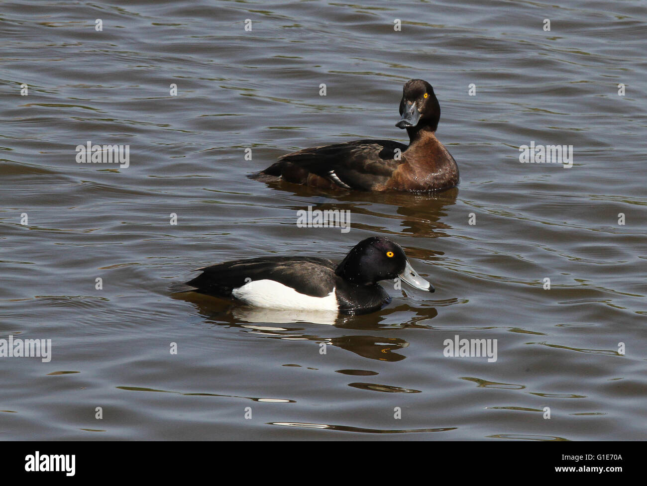 Castle espie, county down hi-res stock photography and images - Alamy