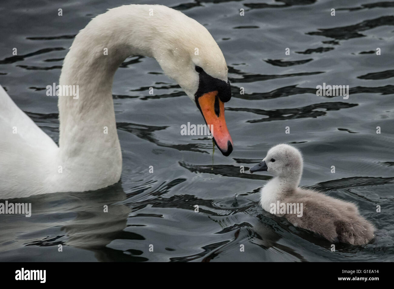 East london mute swan hi-res stock photography and images - Alamy