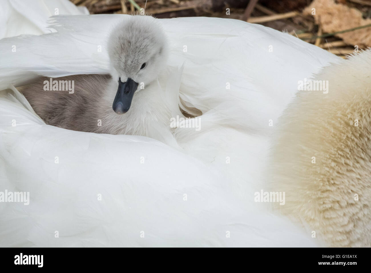 One day old chicks in nest hi-res stock photography and images - Alamy