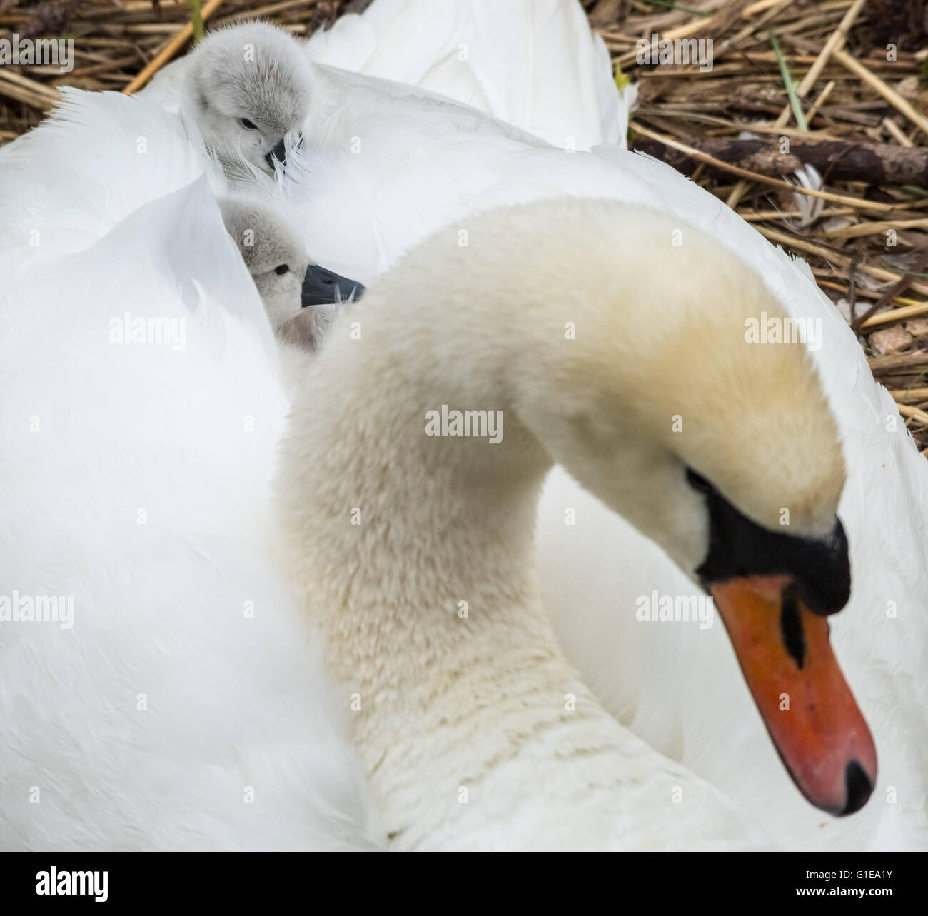 London, UK. 14th May, 2016. One day old mute swan cygnet hatchlings ...
