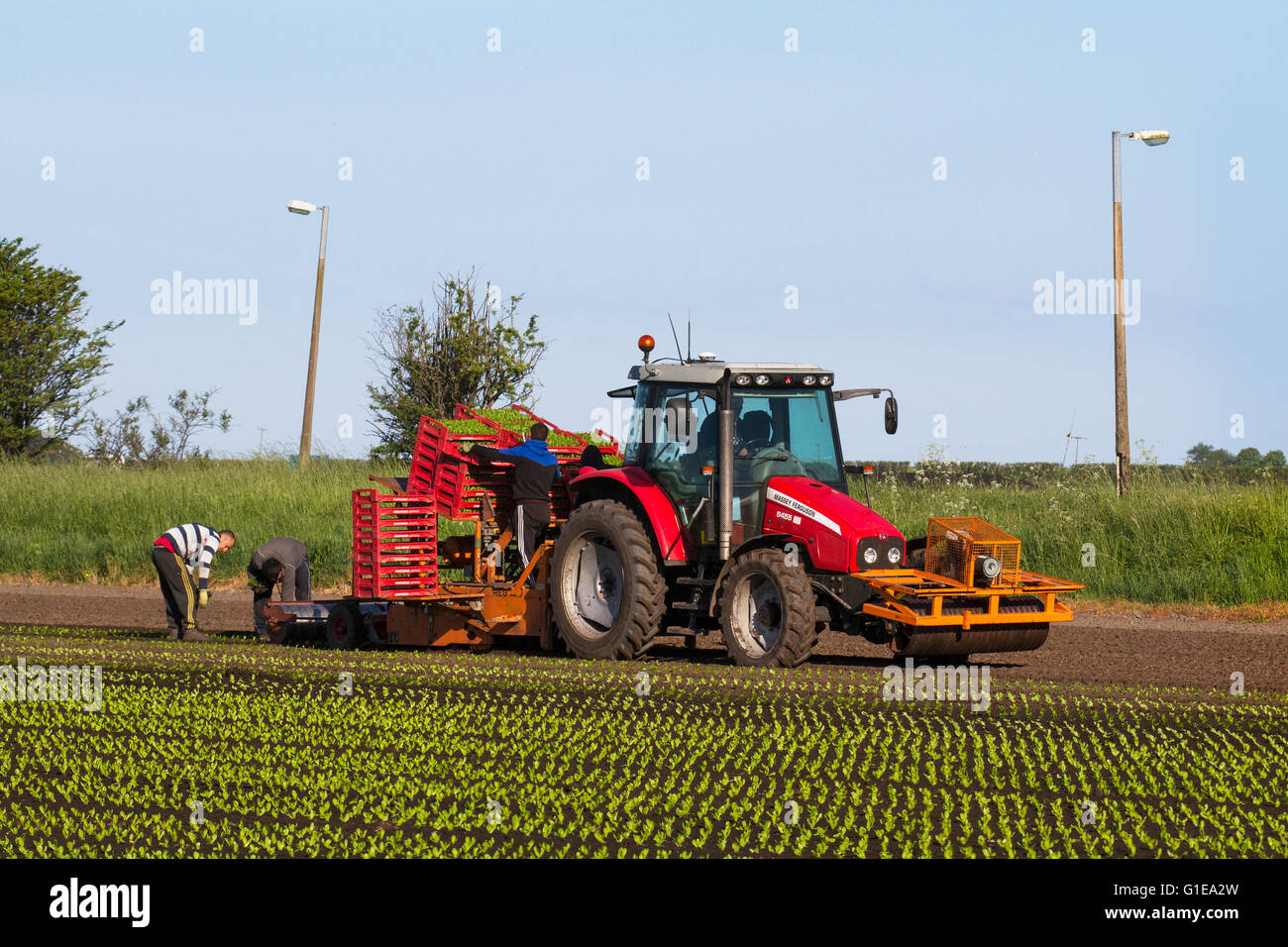 Total vegetable crops production hi-res stock photography and images ...