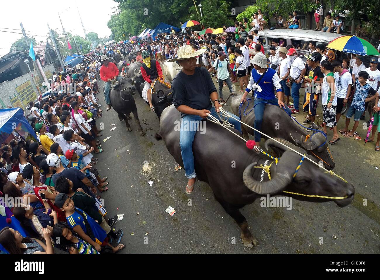 Bulacan Province, Philippines. 14th May, 2016. Water buffaloes, locally ...