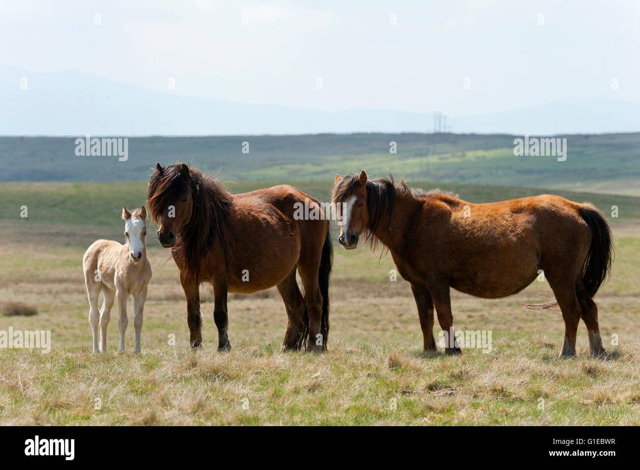 Builth Wells, Powys, Wales, UK. 14th May 2016. Welsh ponies and foals ...