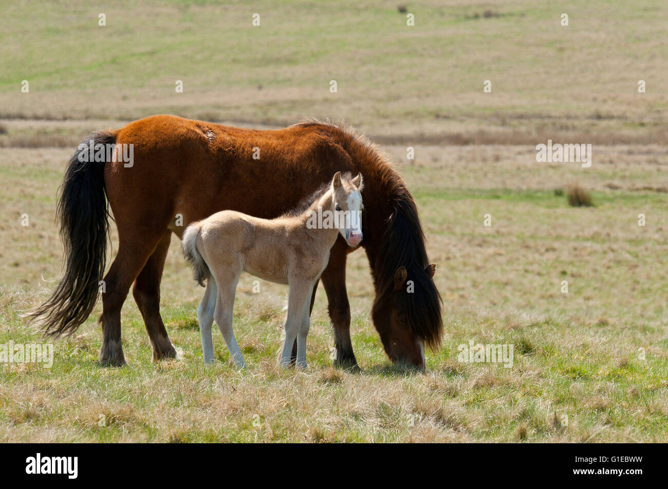 Builth Wells, Powys, Wales, UK. 14th May 2016. Welsh ponies and foals ...