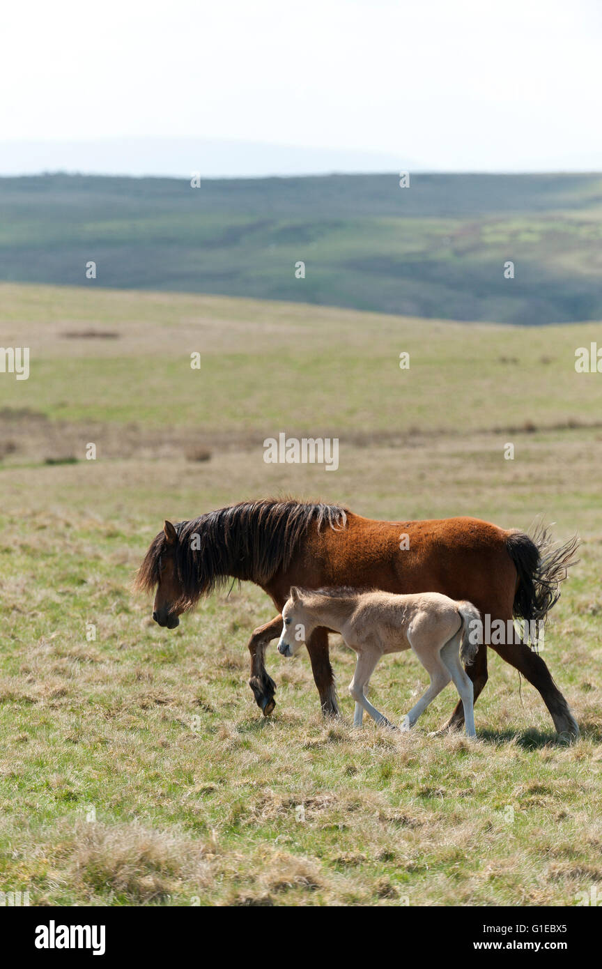 Builth Wells, Powys, Wales, UK. 14th May 2016. Welsh ponies and foals ...