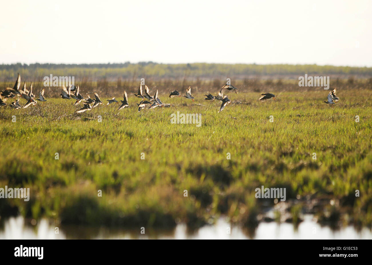 (160514) -- LIMINKA (FINLAND), May 14, 2016 (Xinhua) -- A flock of ...