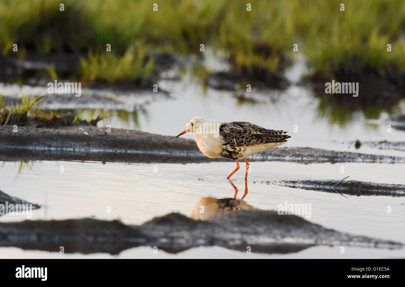 (160514) -- LIMINKA (FINLAND), May 14, 2016 (Xinhua) -- A ruff looks ...