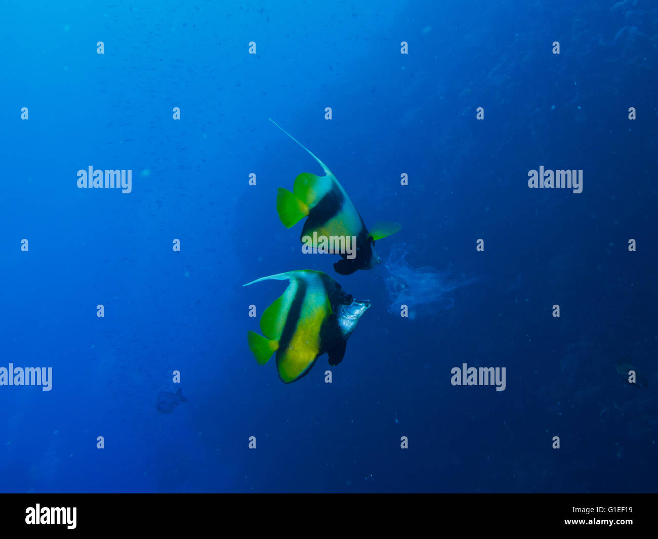 A pair of Red Sea Bannerfishes eating a jellyfish Stock Photo - Alamy