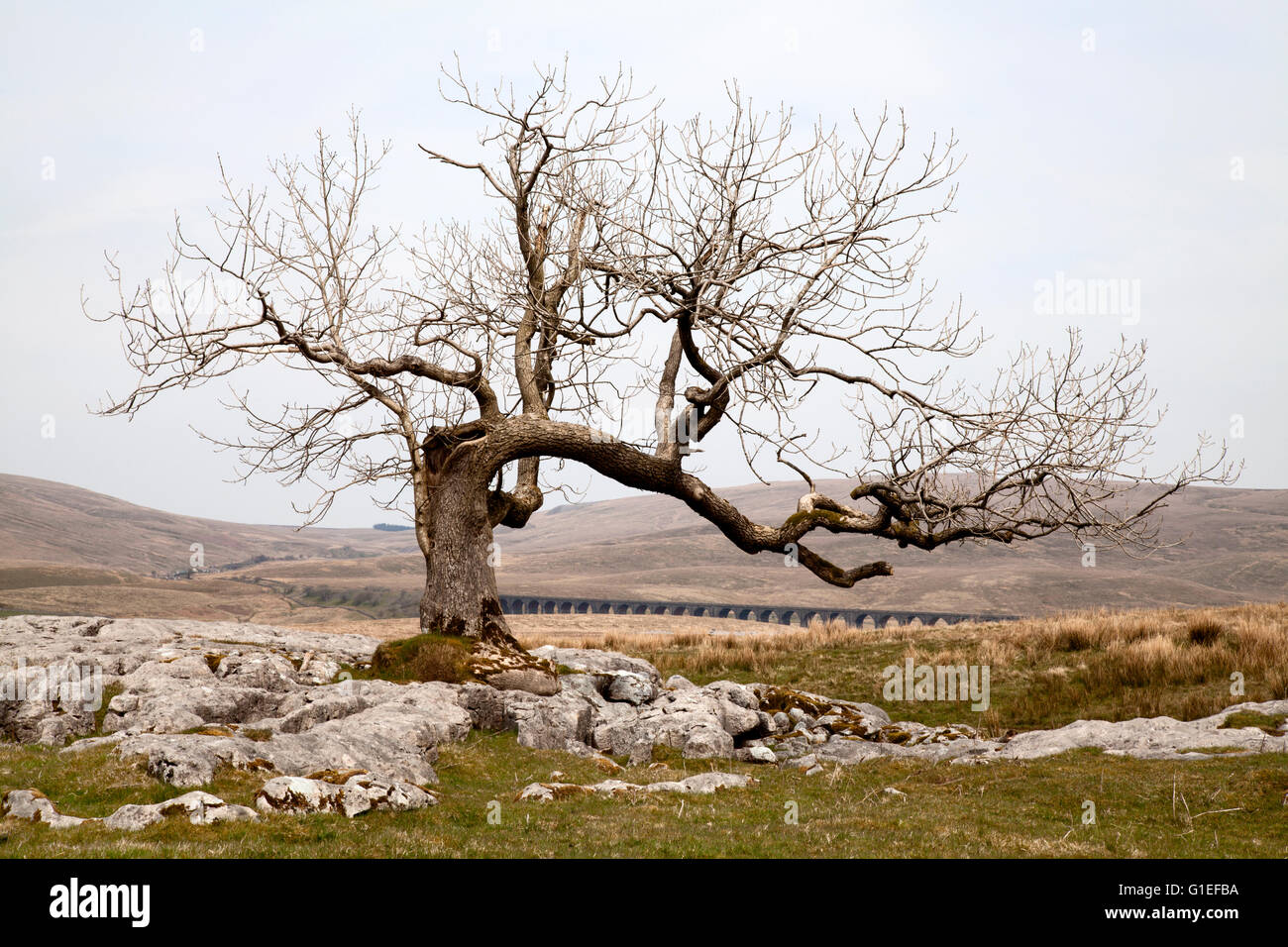 Lone tree on limestone pavement and Ribblehead Viaduct, Ingleton, North ...