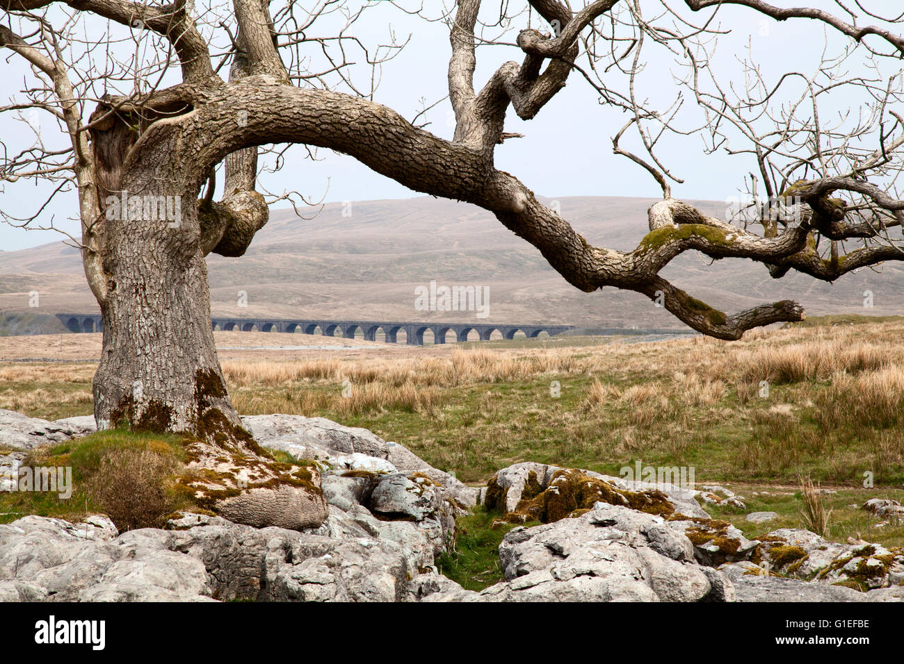 Lone tree on limestone pavement and Ribblehead Viaduct, Ingleton, North ...