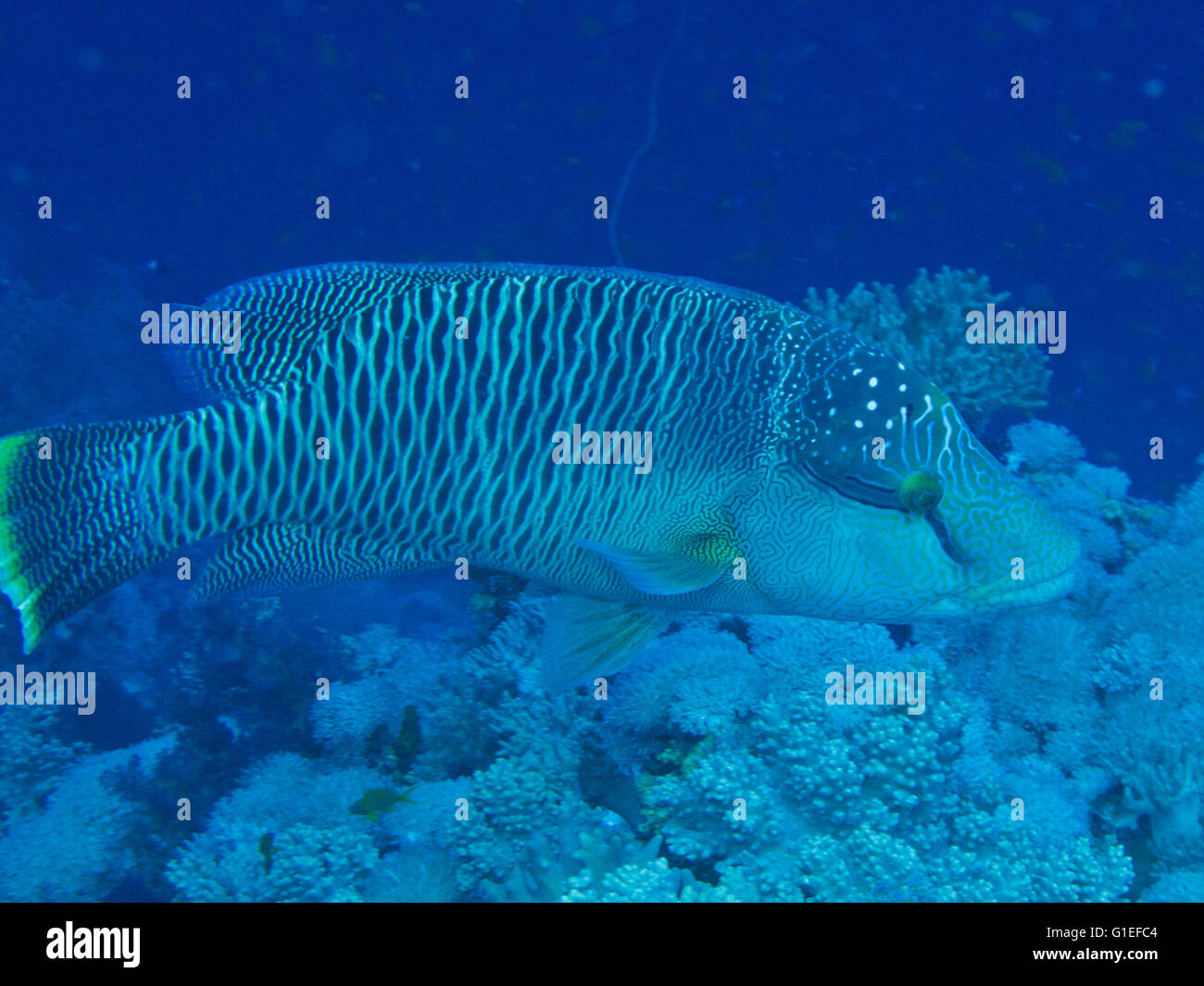 Humphead wrasse hi-res stock photography and images - Alamy