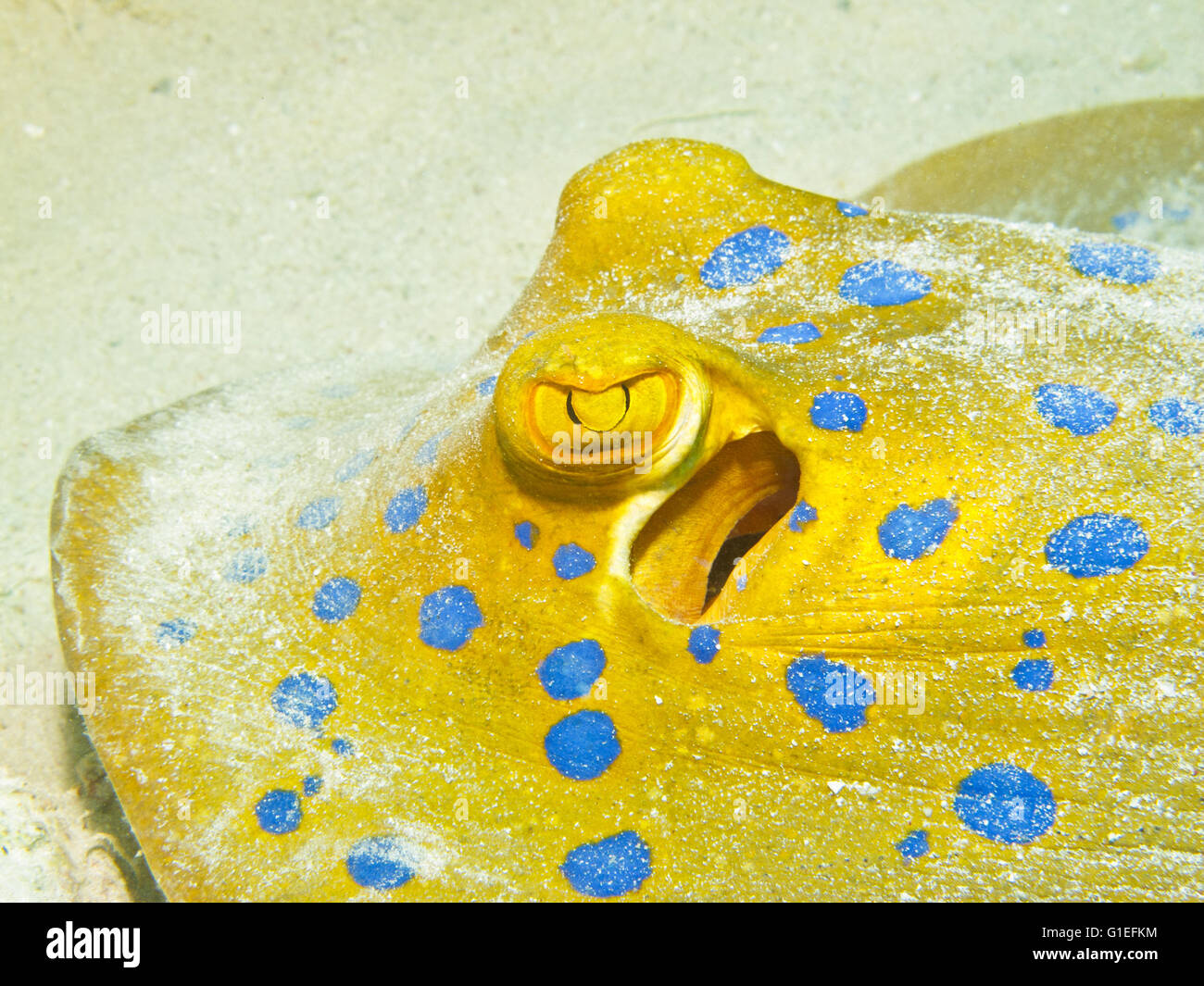 Blue-spotted Ribbontail Ray Stock Photo - Alamy