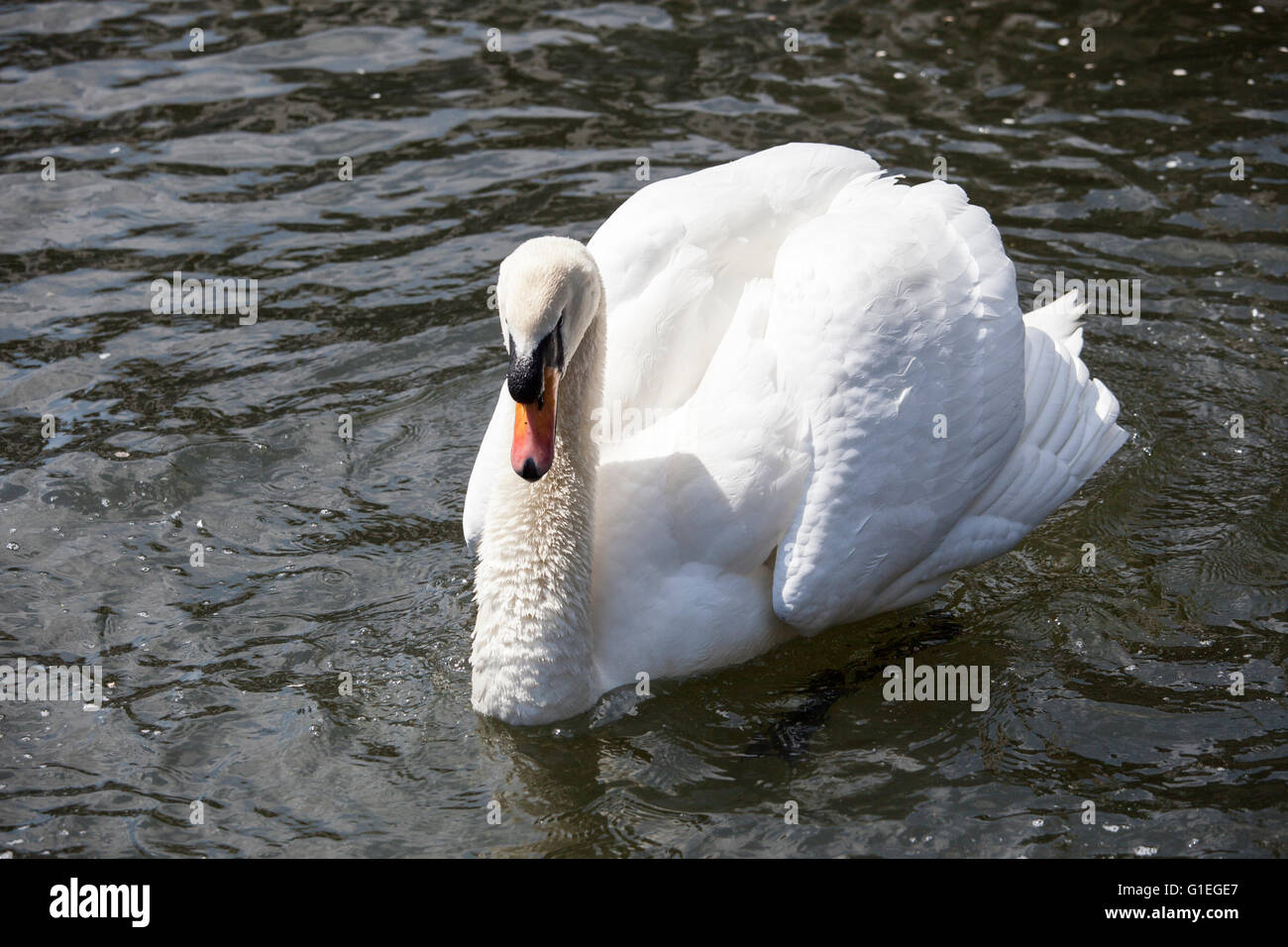 Swan guard hi-res stock photography and images - Alamy