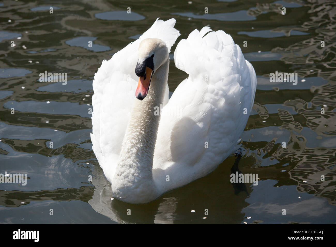 Swan guard hi-res stock photography and images - Alamy