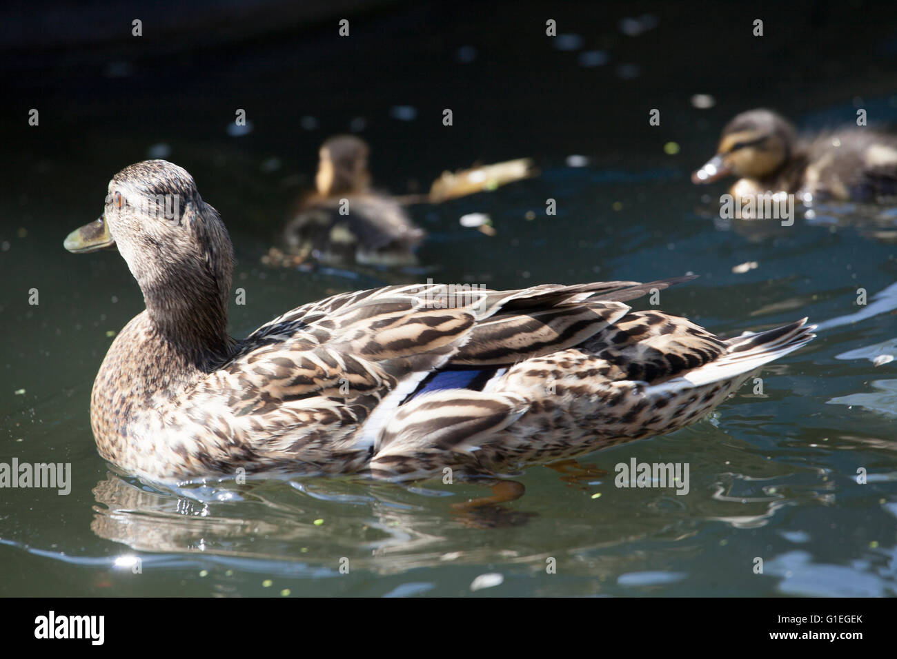 family of ducks Stock Photo - Alamy