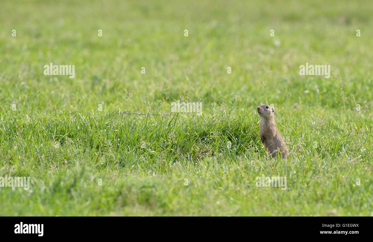 Dog on grass field hi-res stock photography and images - Alamy