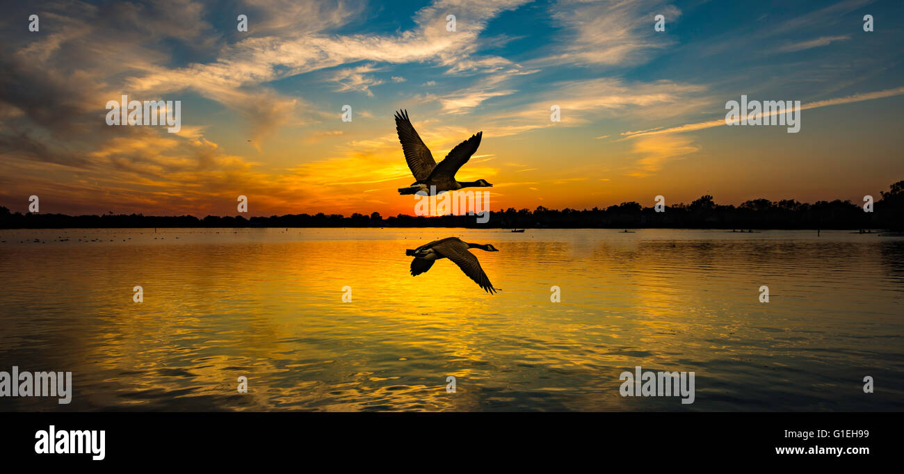Amazing view of geese flying over Wilcox lake on sunset Stock Photo - Alamy