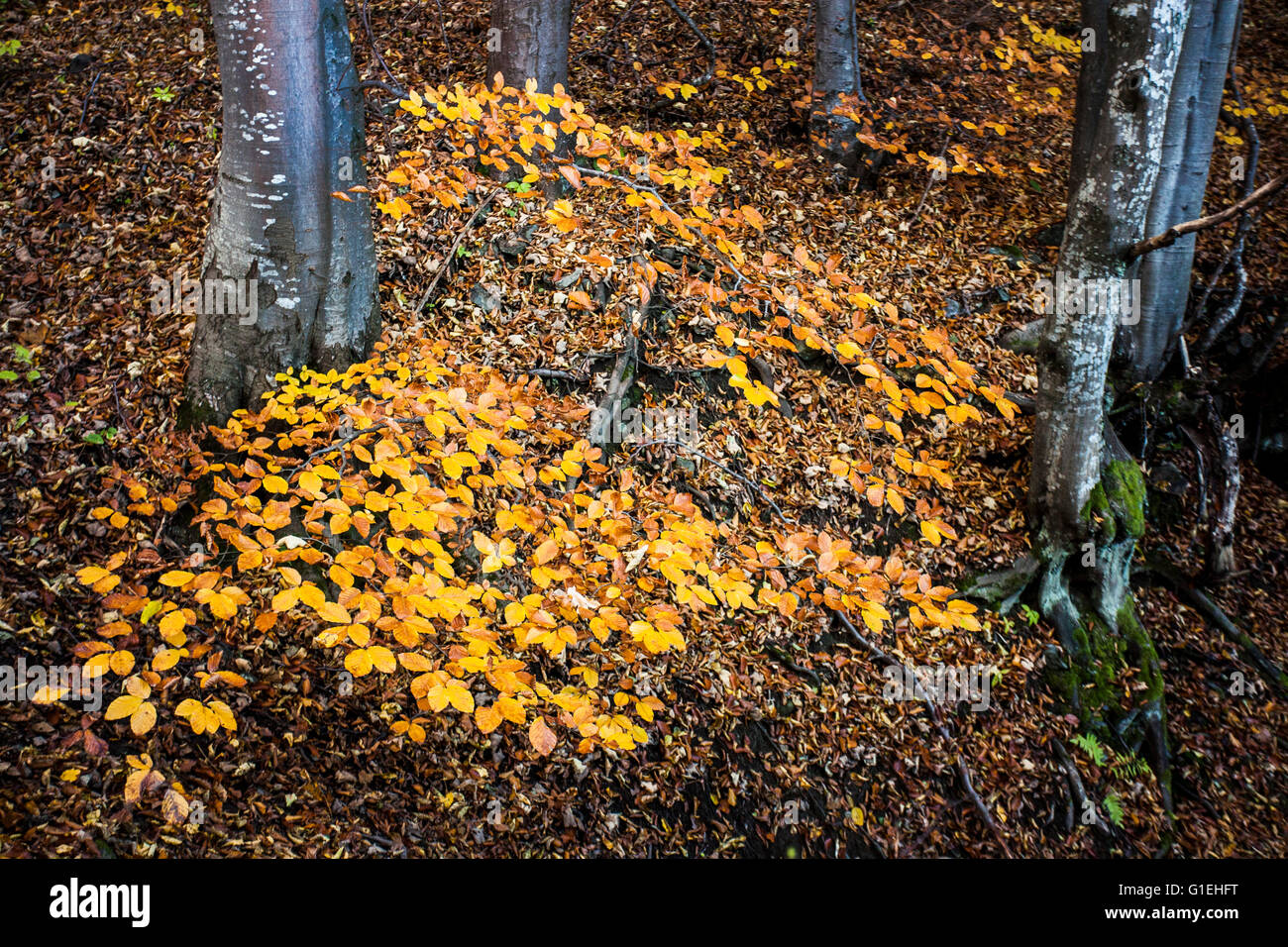 Trees, roots and yellow leaves at autumn background Stock Photo - Alamy