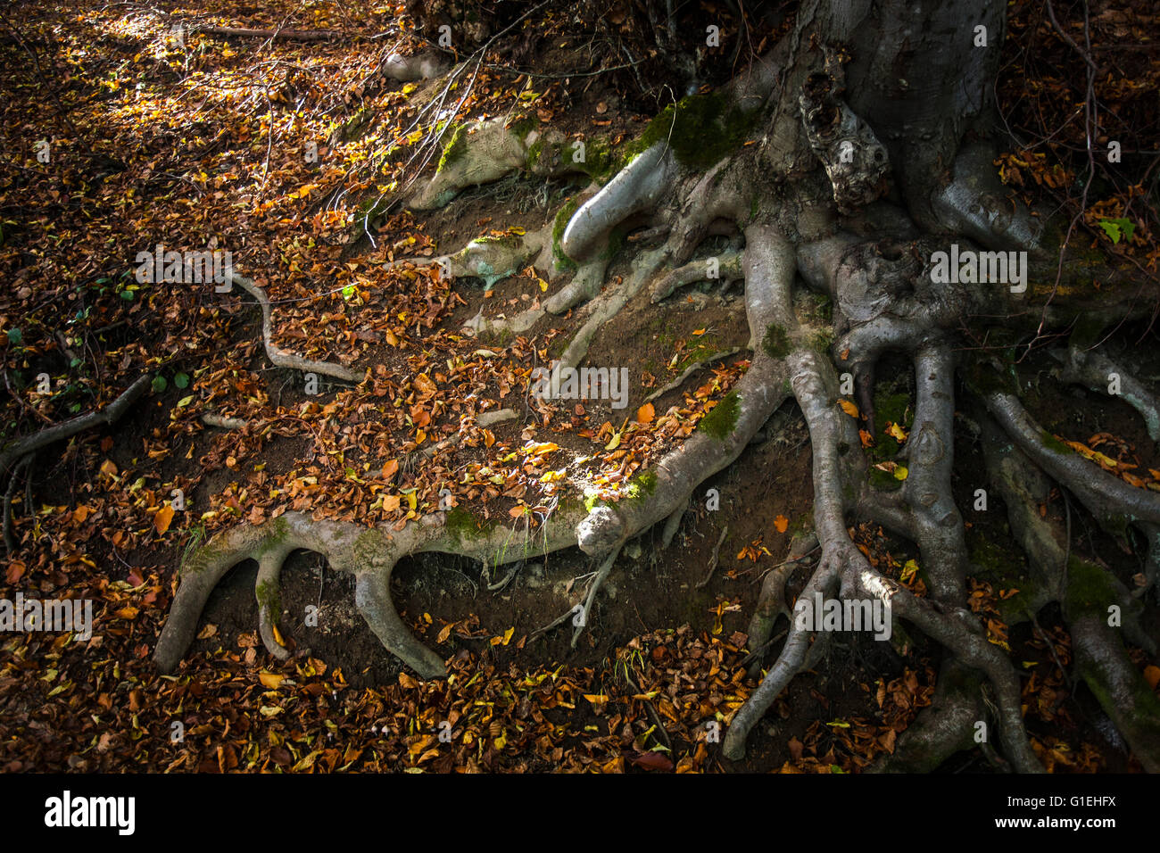 Overground tree roots hi-res stock photography and images - Alamy