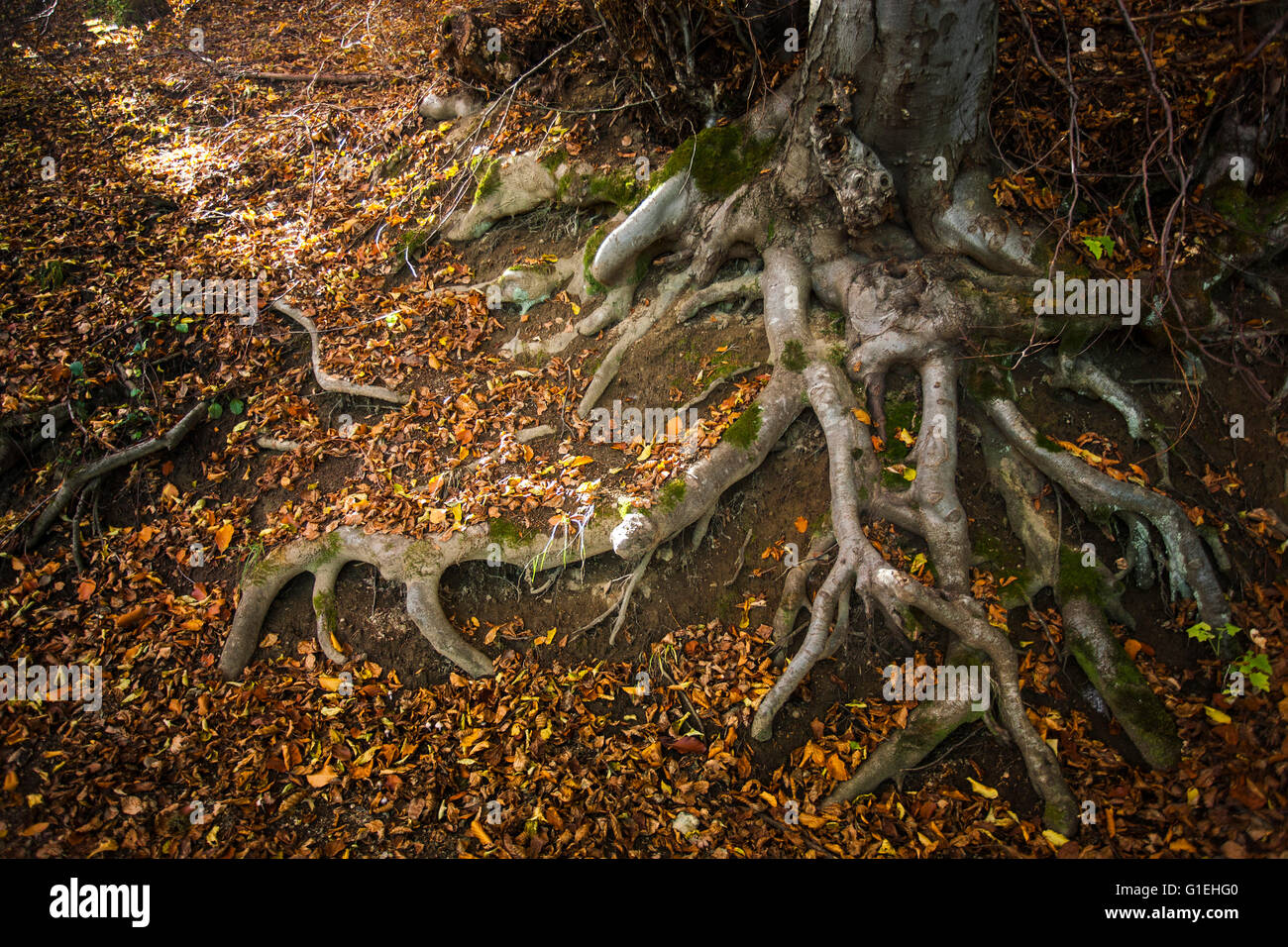 Overground tree roots hi-res stock photography and images - Alamy