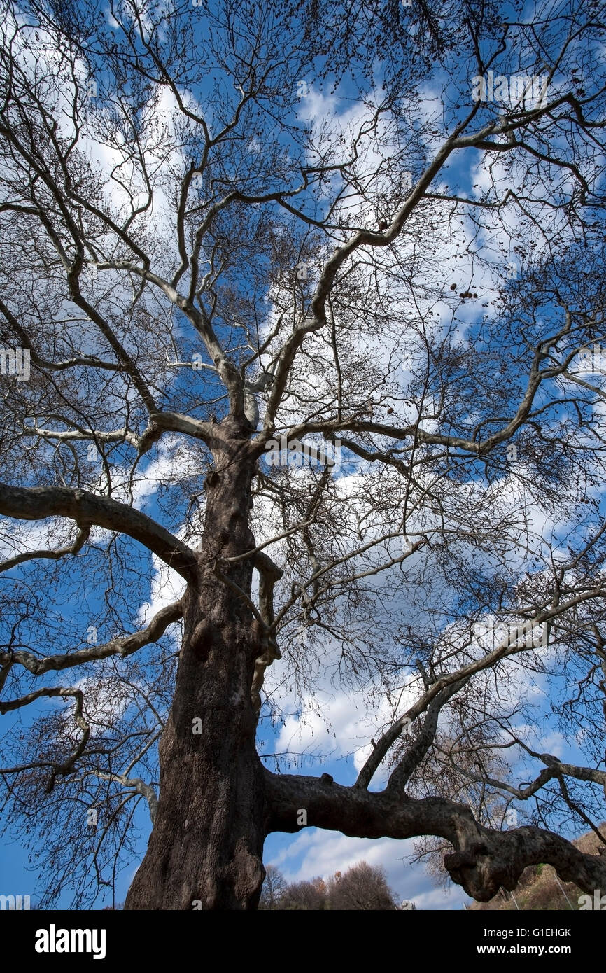 Lonely tree at early Spring, branches without leaves Stock Photo - Alamy