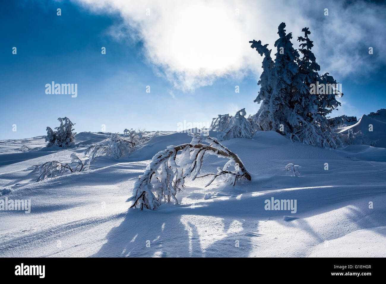 Slant tree hi-res stock photography and images - Alamy
