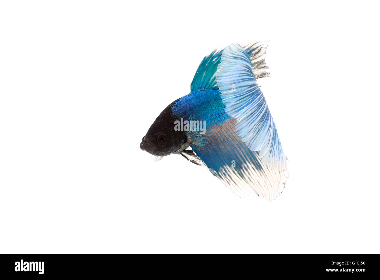 blue betta splendens isolated on white background Stock Photo - Alamy