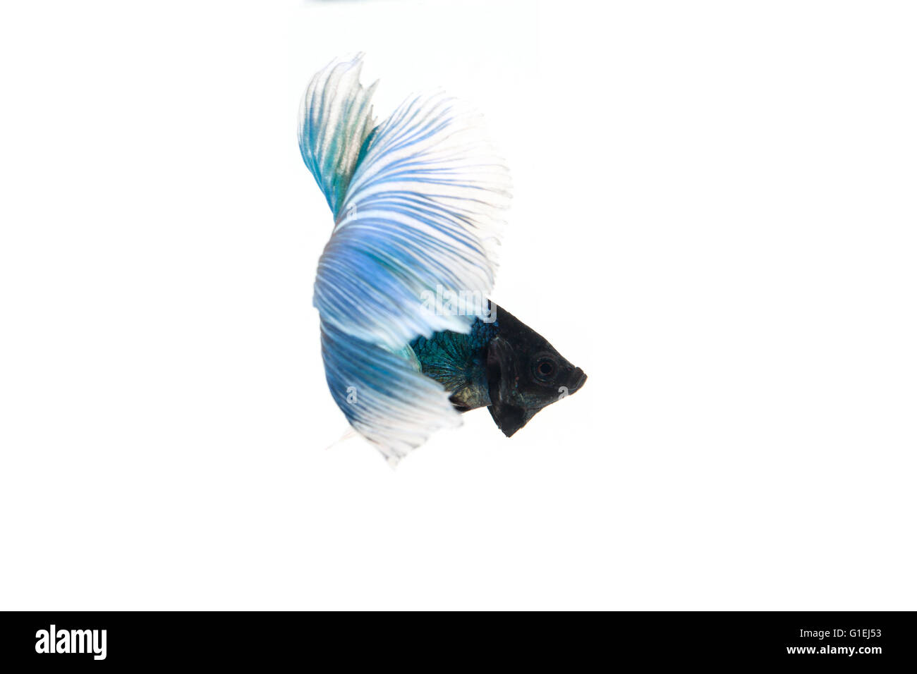 blue betta splendens isolated on white background Stock Photo - Alamy