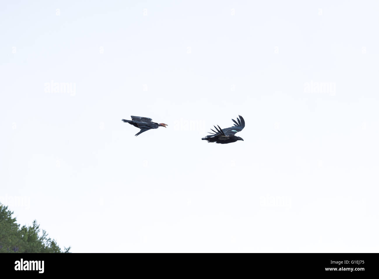 California condors Gymnogyps californianus in flight over Big Sur ...