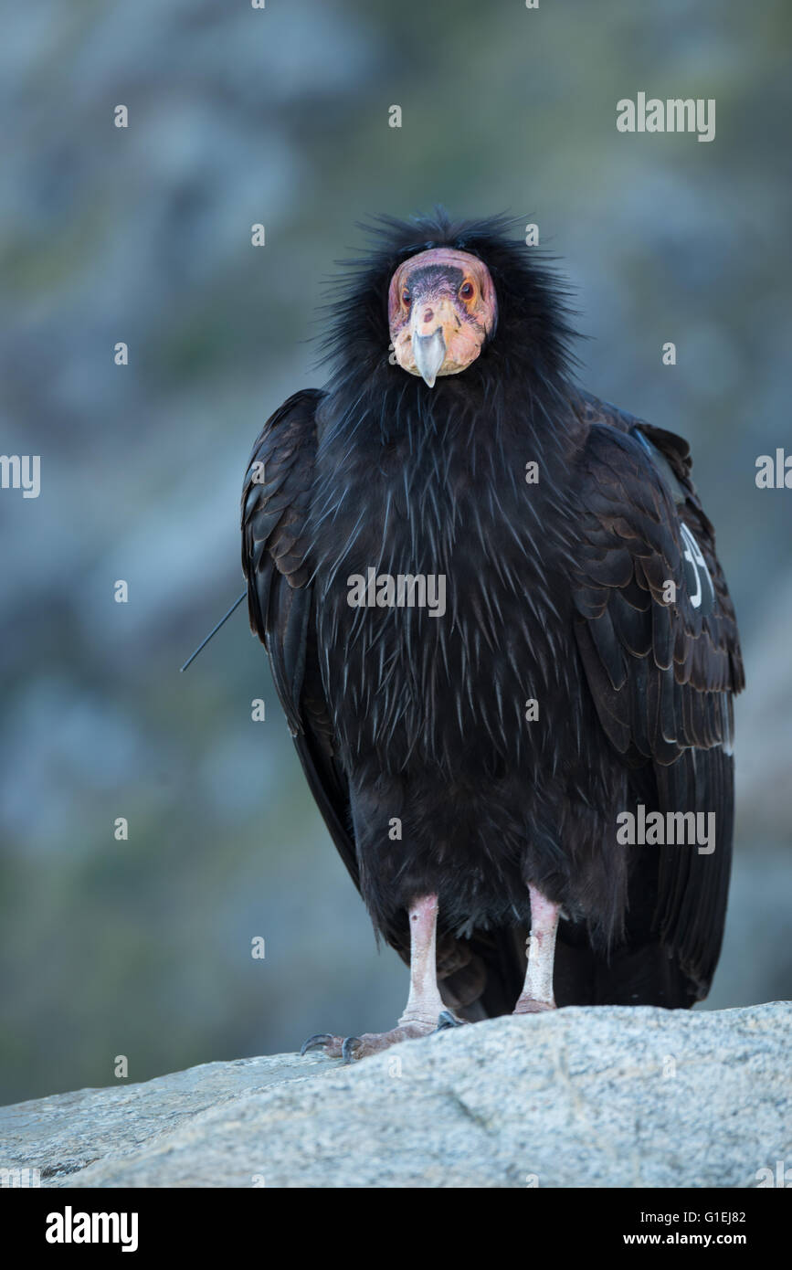A portrait of a California condor Gymnogyps californianus in Big Sur ...