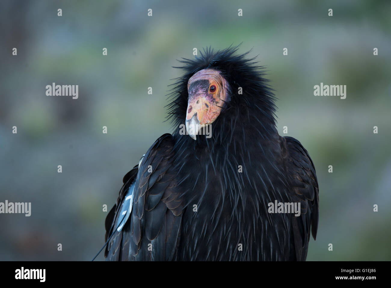 California condor egg hi-res stock photography and images - Alamy