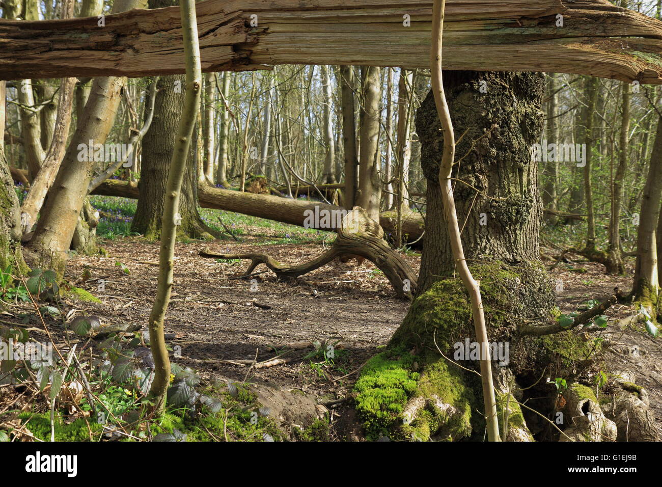 Woodland scene old trees hi-res stock photography and images - Alamy