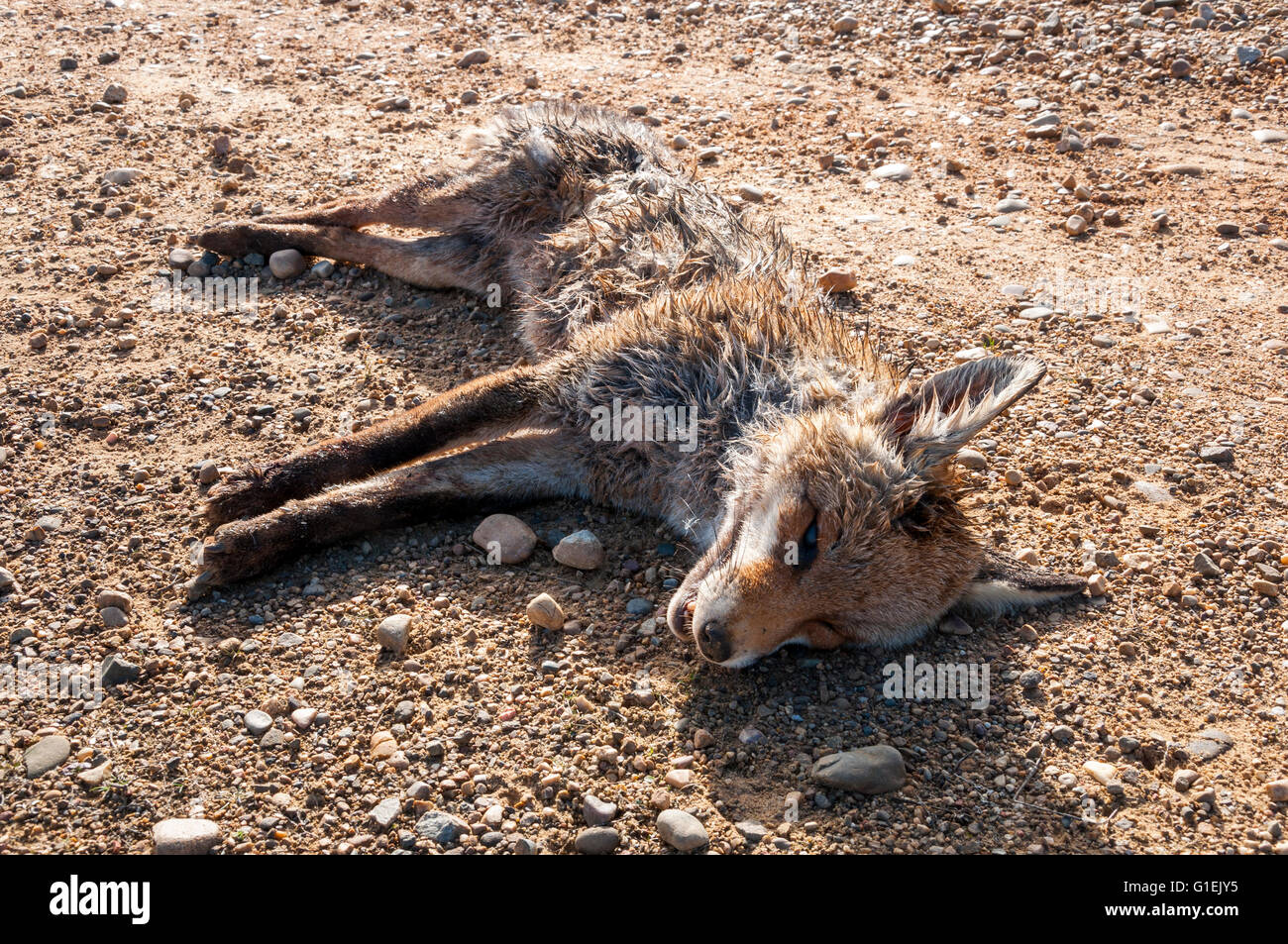Dead fox on a road hi-res stock photography and images - Alamy