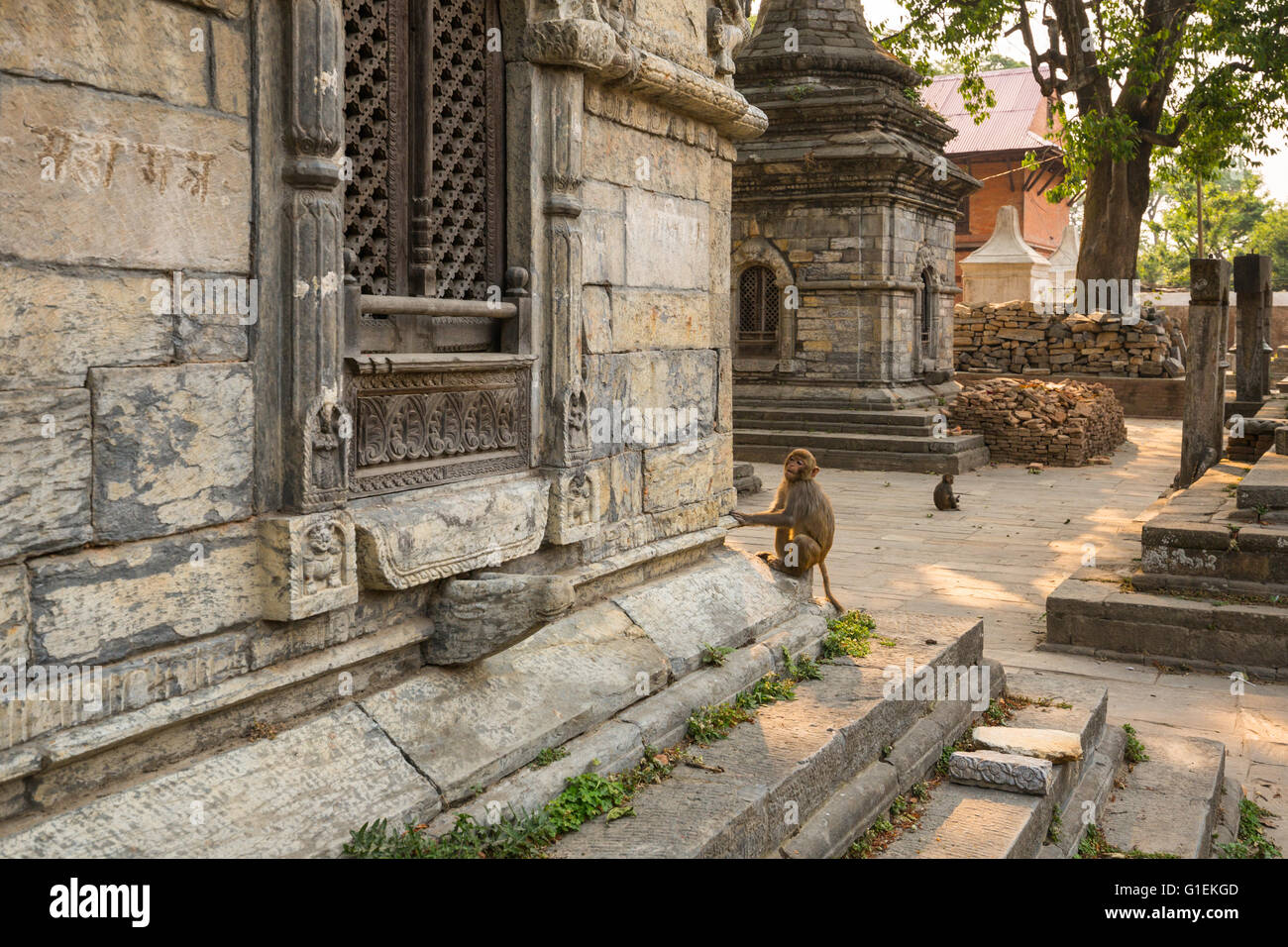 Monkey in a temple in Kathmandu Stock Photo - Alamy