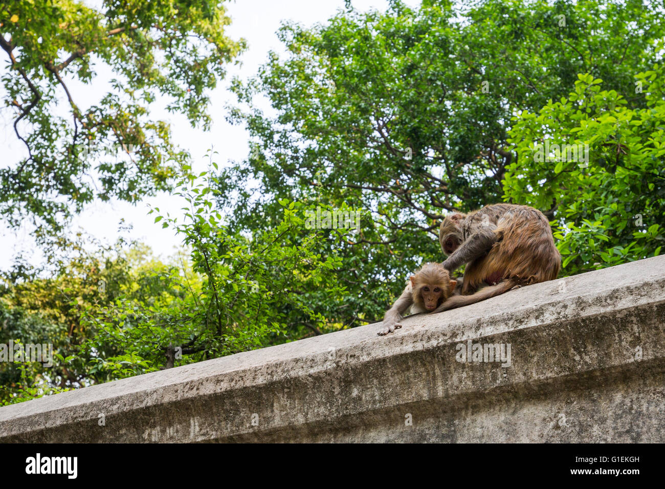 Monkey pashupatinath temple in hi-res stock photography and images - Alamy