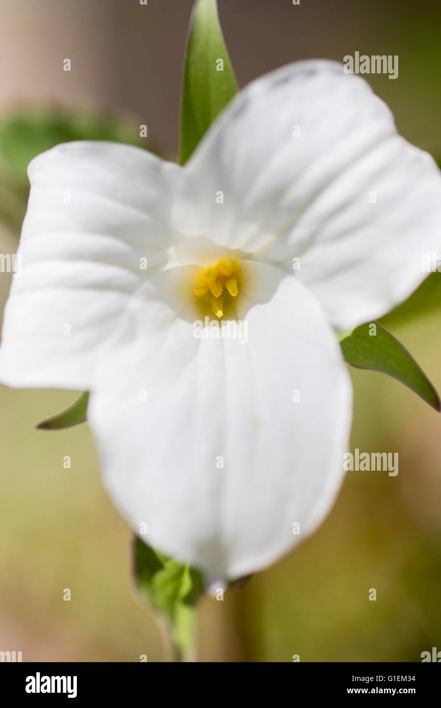 A close up of a Trillium Flower Stock Photo - Alamy