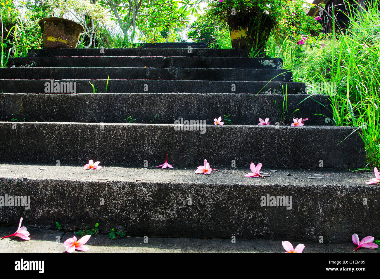 Bali stairs and national flowers Stock Photo - Alamy