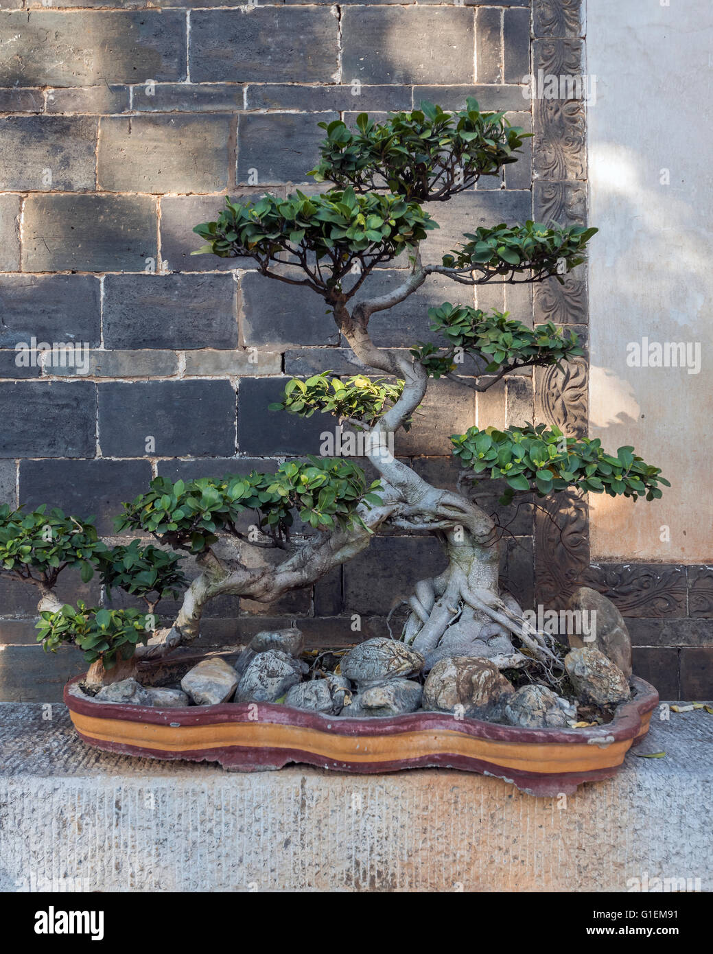 Ficus tree bonsai, Zhu Weiqing house, Jianshui Ancient Town, Yunnan ...