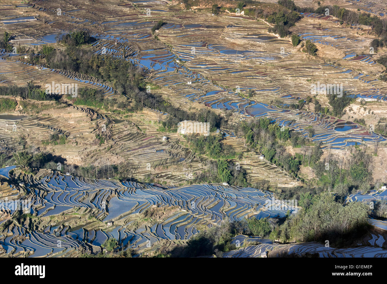 Expansive rice terraces, Bada, Yuanyang County, Yunnan Province, China ...
