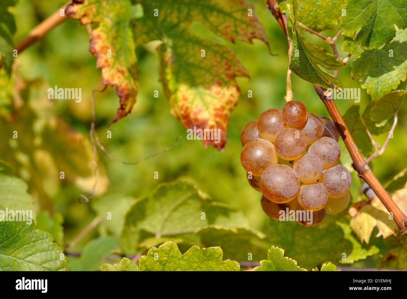 Grape space hi-res stock photography and images - Alamy