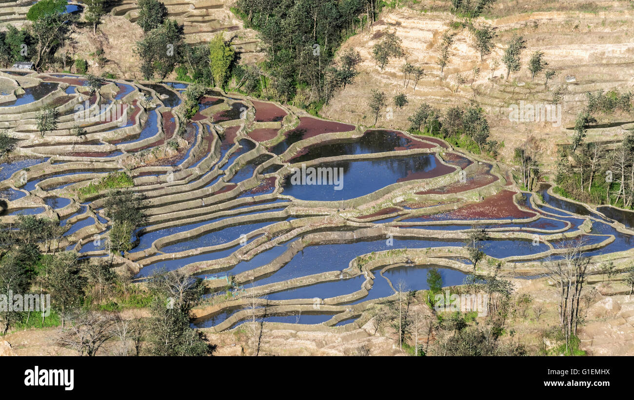 Rice terraces with red algae and blue sky, Bada, Yuanyang County ...
